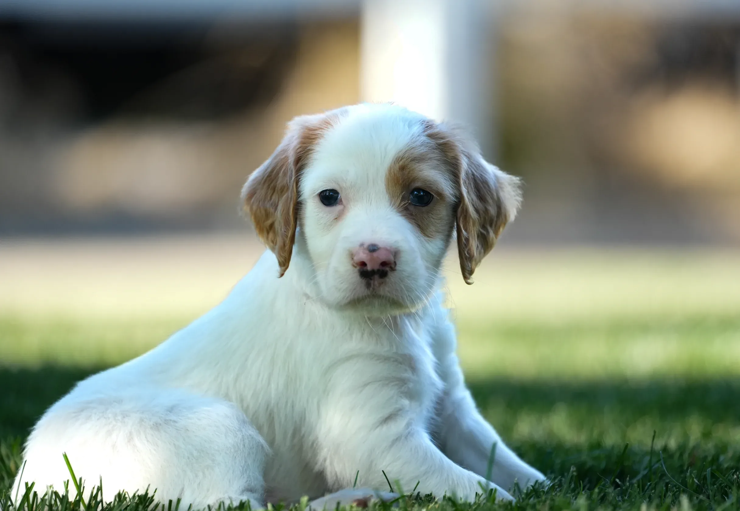 Shaping Dog Training | T's Doghouse
